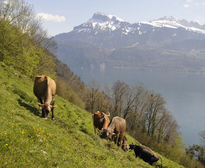 Mountain Farming in the Swiss Alps | Vitznau